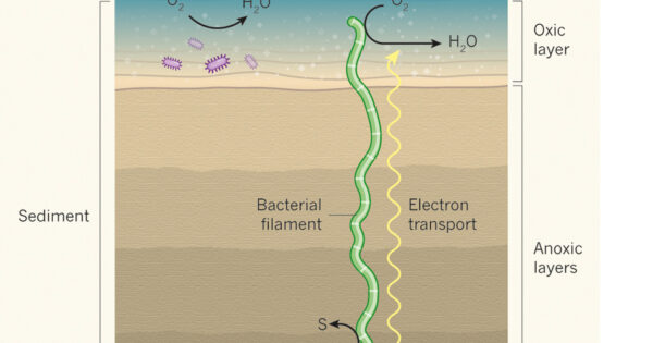 Topic – Microbial Electricity