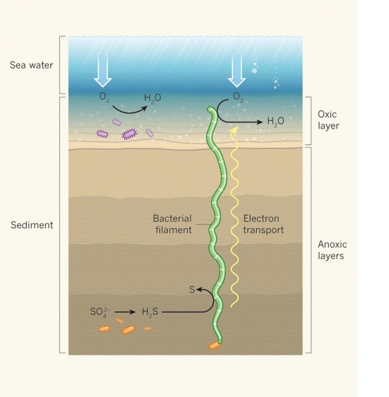 A natural battery – Microbial Electricity